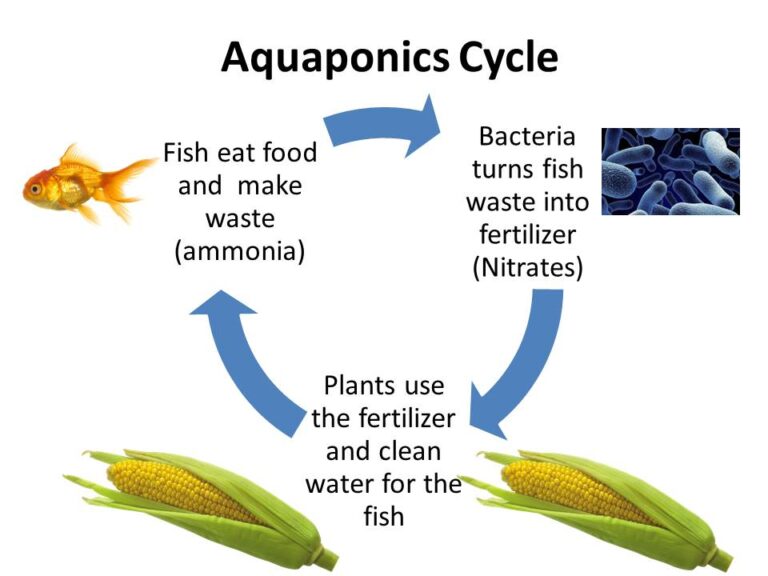Aquaponics-Cycle | Secure the Grid
